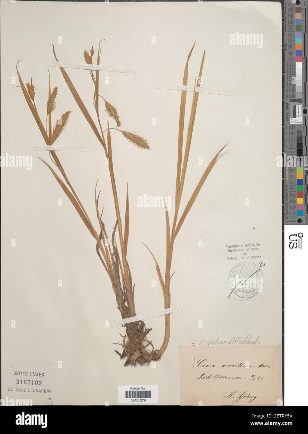 Paleacea hi-res stock photography and images - Alamy