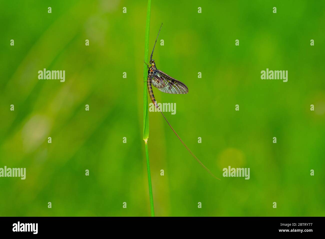 Green Drake Mayfly Ephemera danica male in spring with greengrass field ...