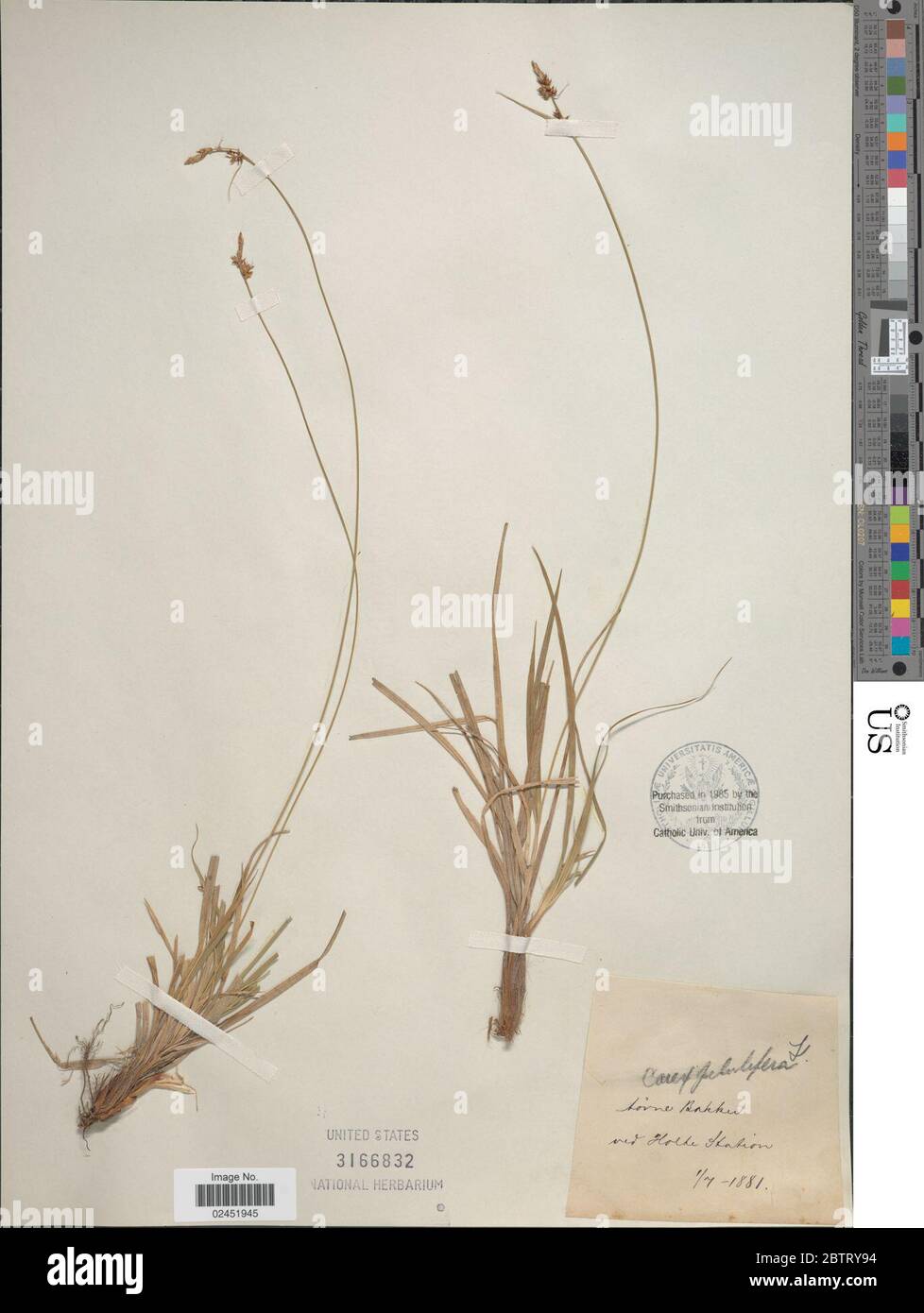 Carex pilulifera L Stock Photo - Alamy