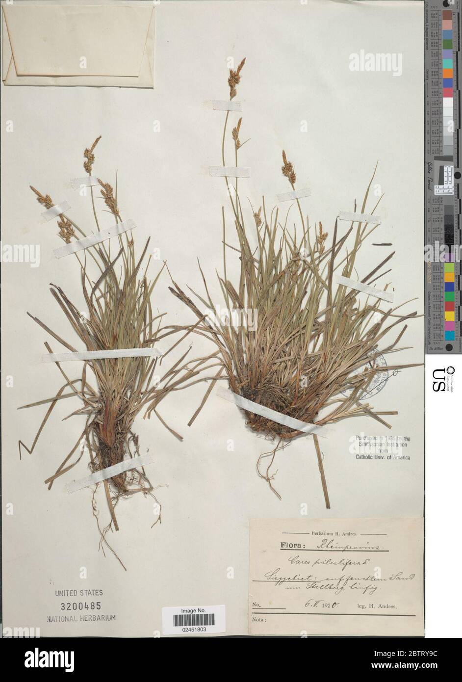 Carex pilulifera L Stock Photo - Alamy