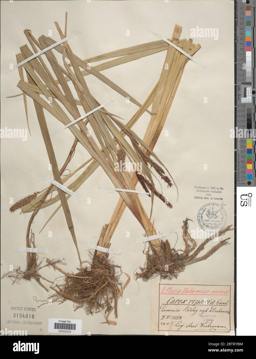 Carex riparia hi-res stock photography and images - Alamy