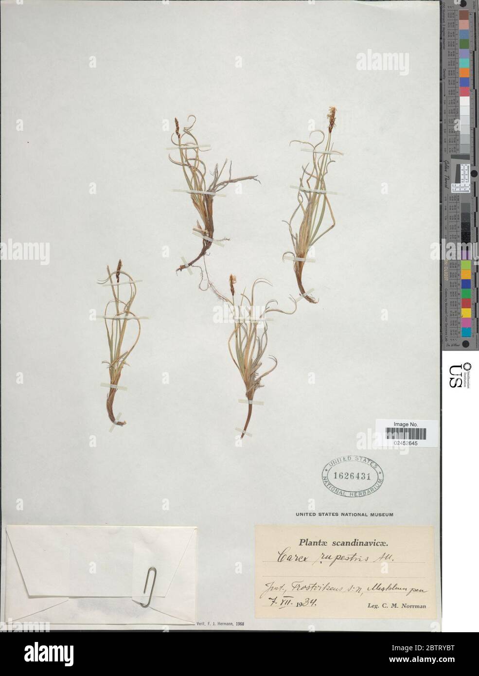 Carex rupestris All Stock Photo - Alamy