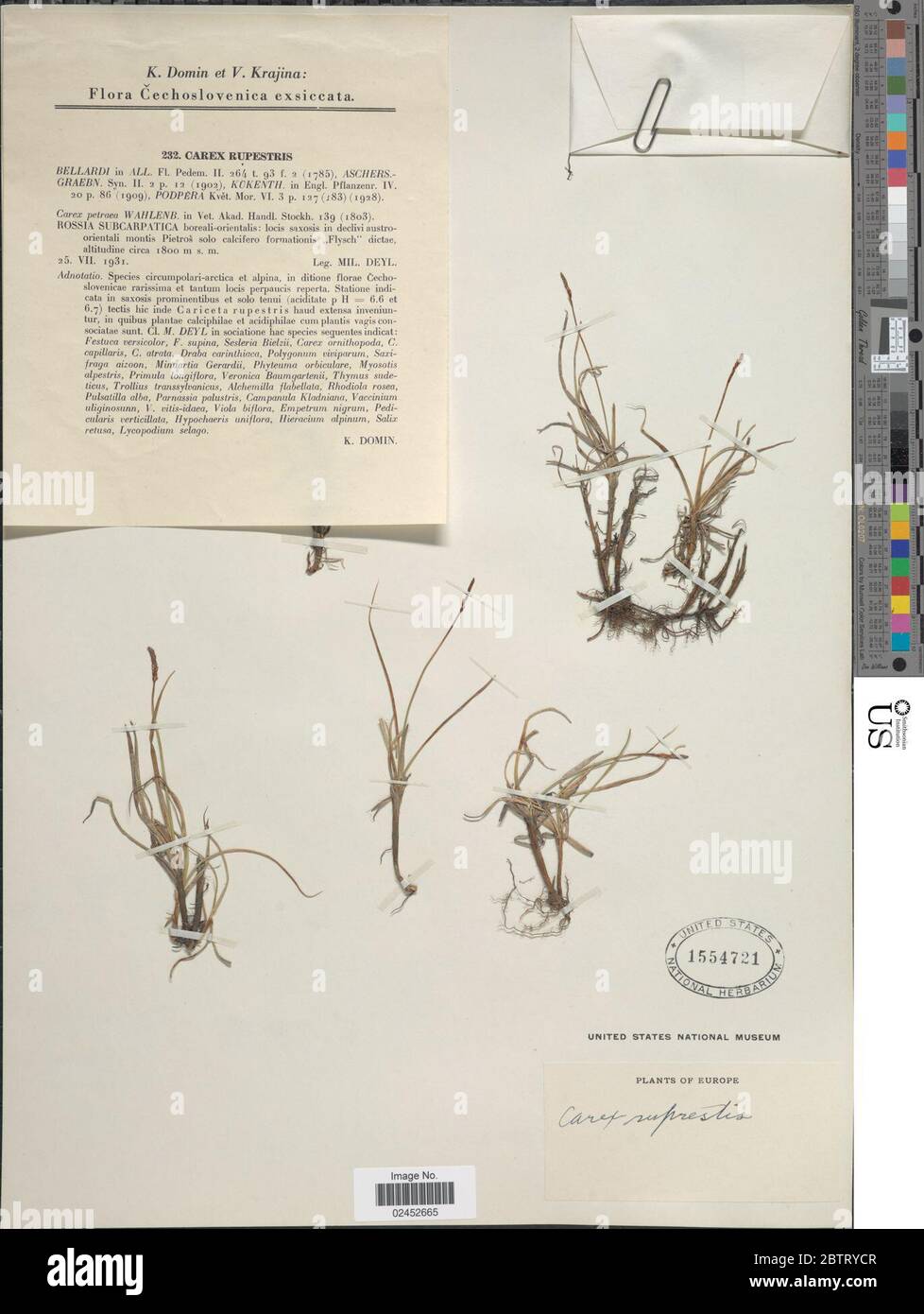 Carex rupestris All Stock Photo - Alamy