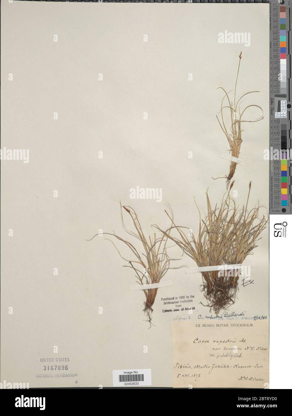 Carex rupestris hi-res stock photography and images - Alamy