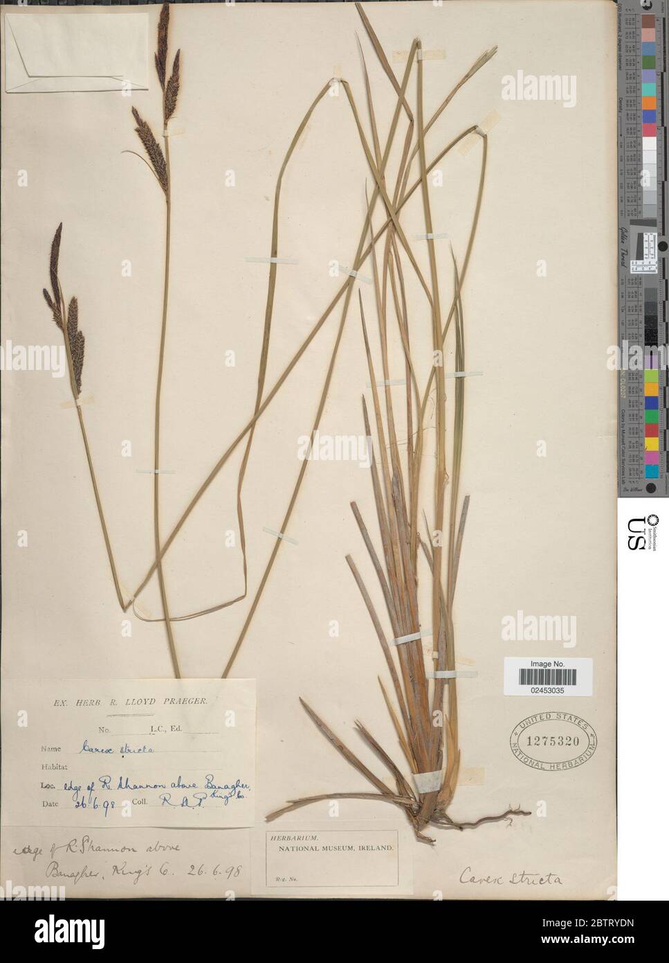 Carex stricta Lam Stock Photo - Alamy