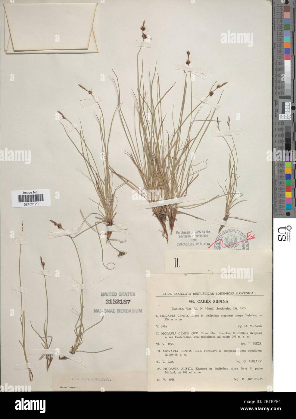 Carex supina hi-res stock photography and images - Alamy