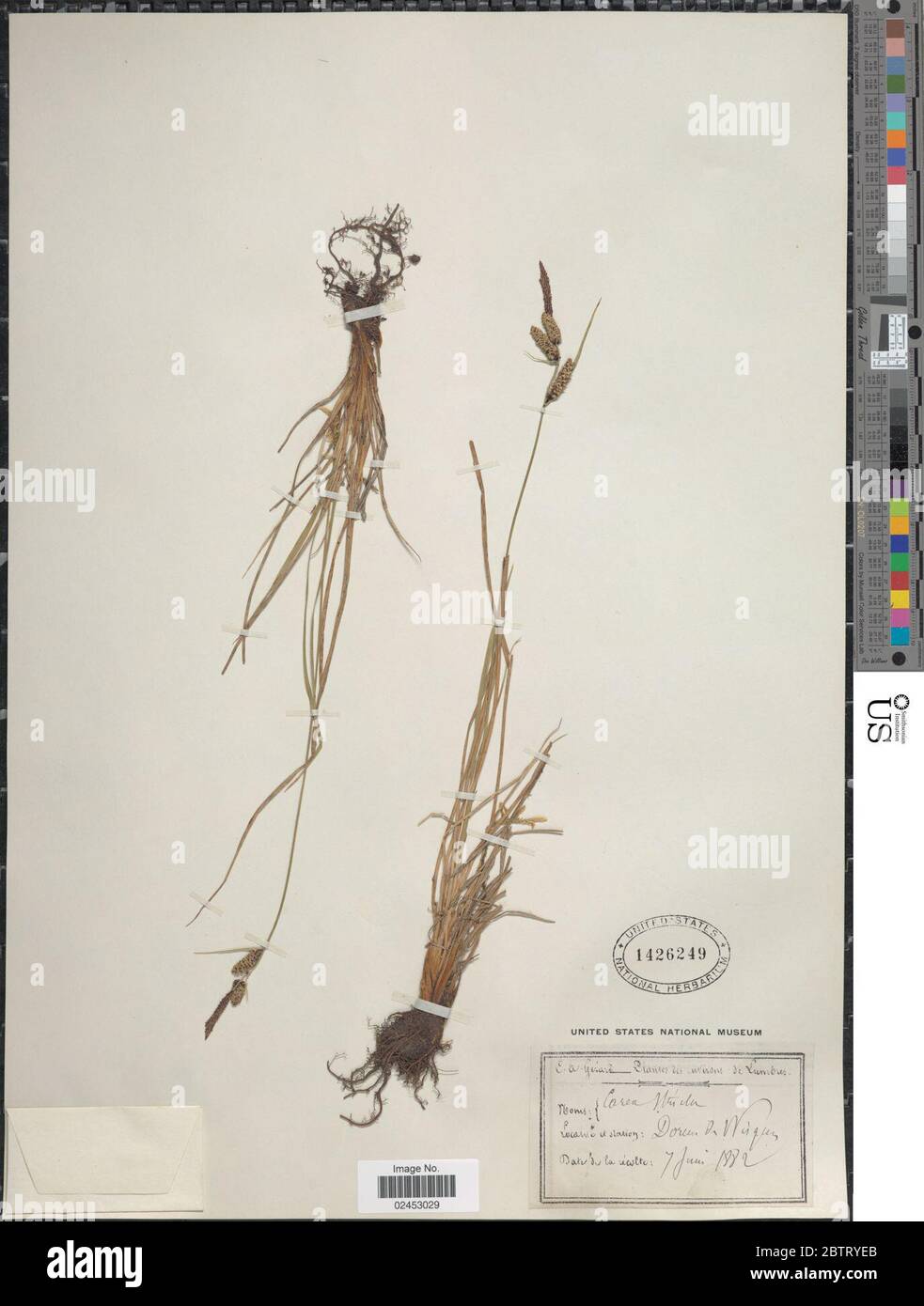 Carex stricta Lam Stock Photo - Alamy