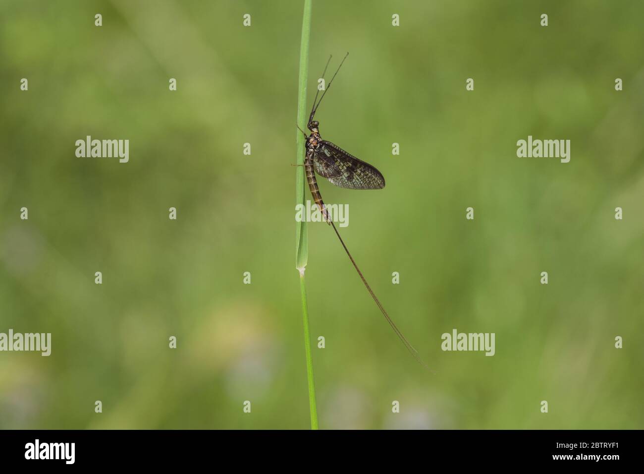 Green Drake Mayfly Ephemera danica male in spring with greengrass field ...