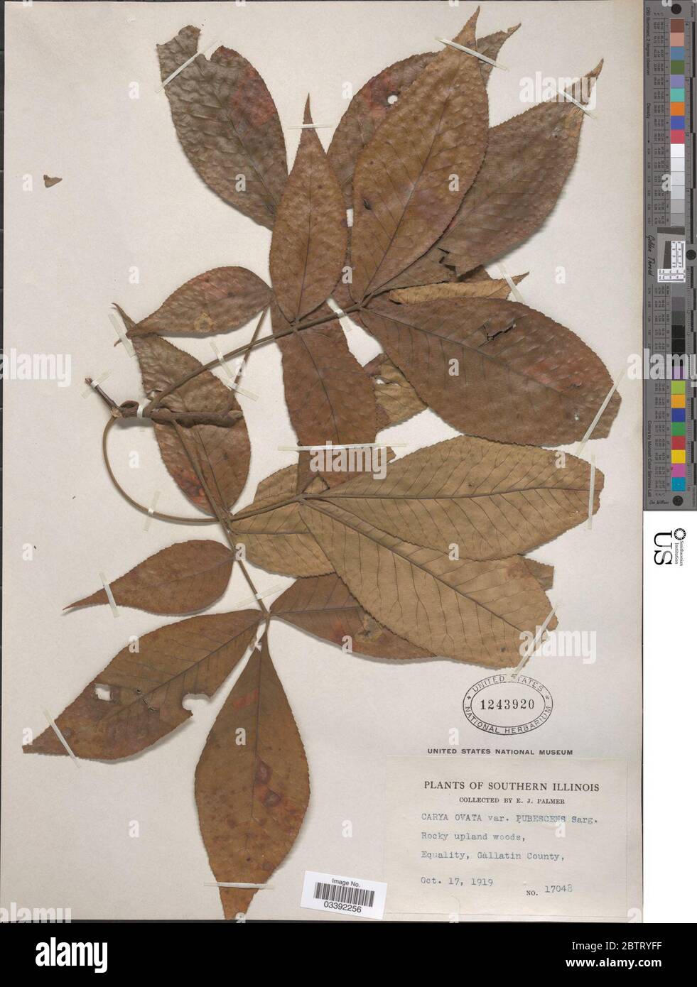 Carya ovata var pubescens hi-res stock photography and images - Alamy