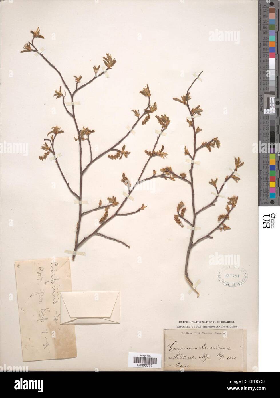 Carpinus genus hi-res stock photography and images - Alamy