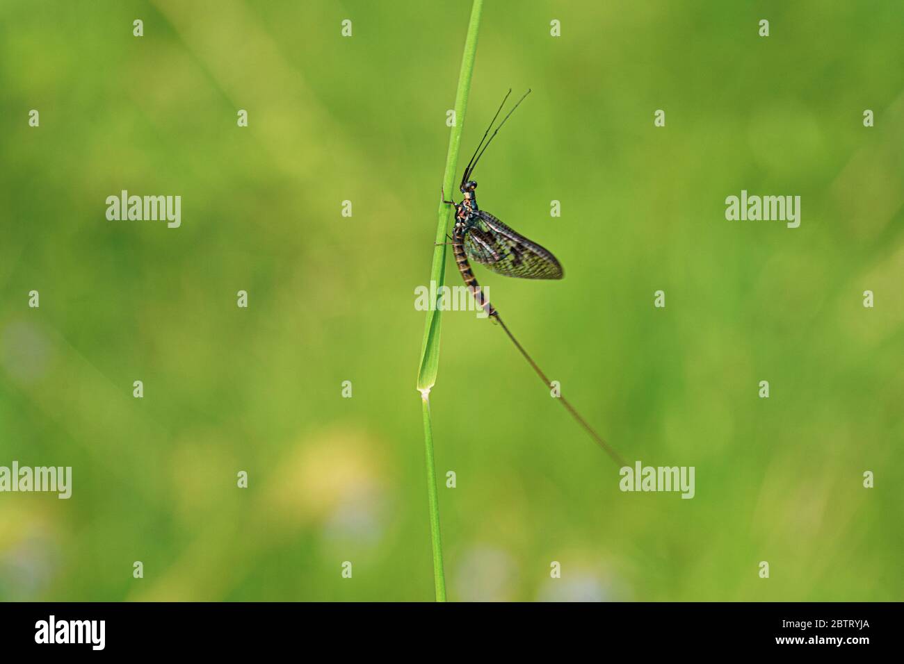 Green Drake Mayfly Ephemera danica male in spring with greengrass field ...