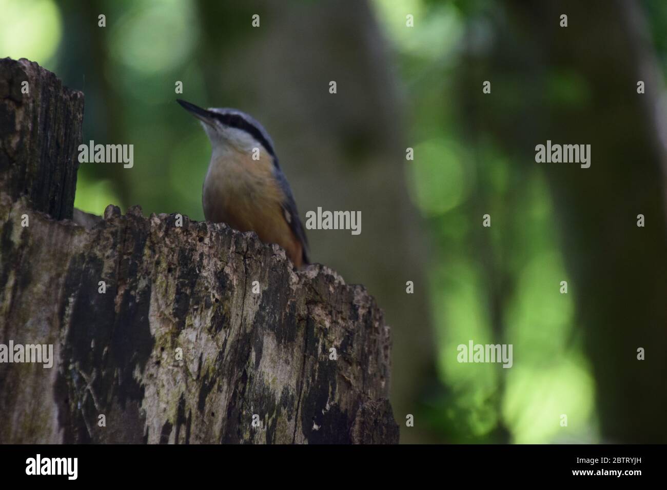 Native british bird hi-res stock photography and images - Alamy