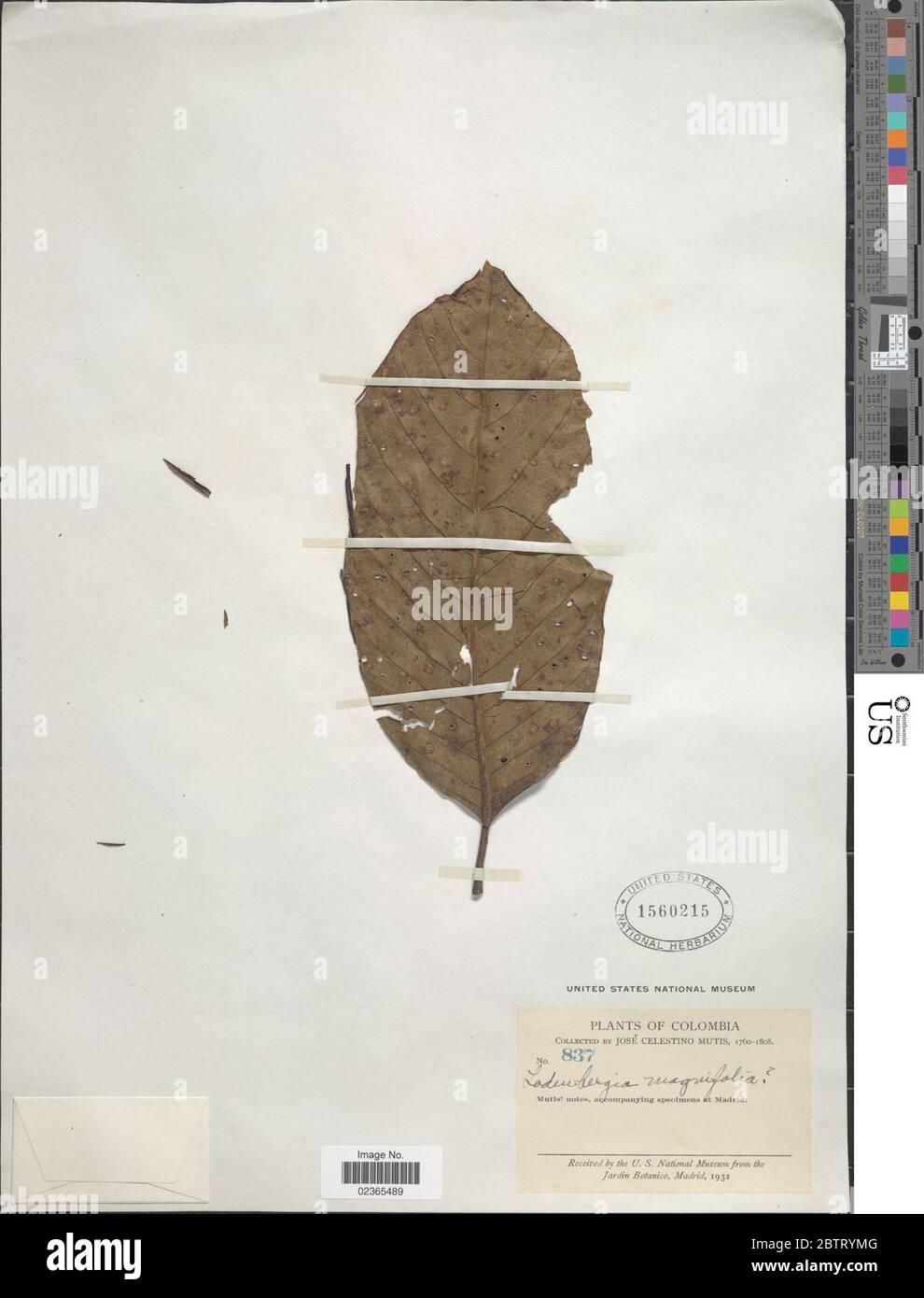 Cascarilla hi-res stock photography and images - Alamy