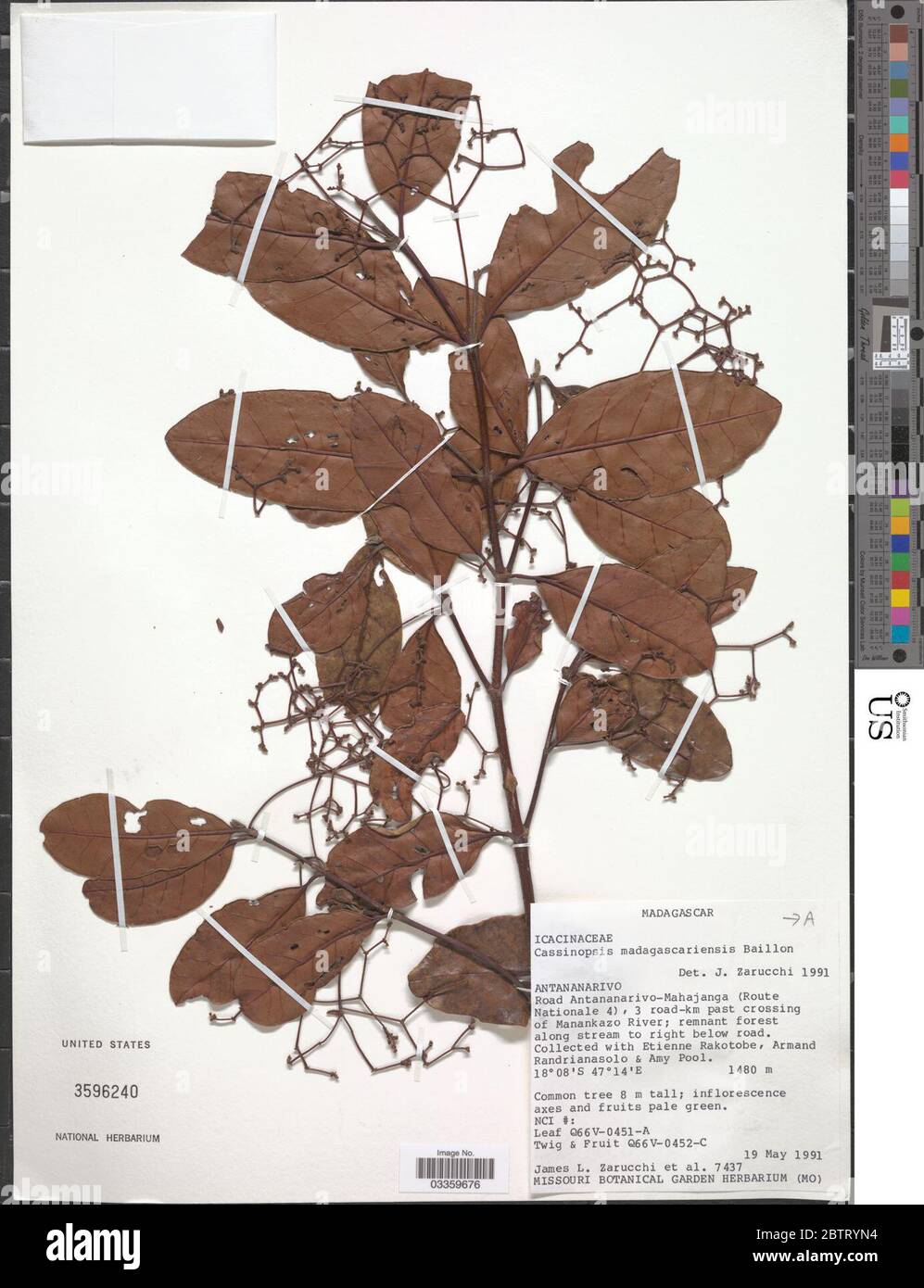 Cassinopsis madagascariensis Baill Stock Photo - Alamy