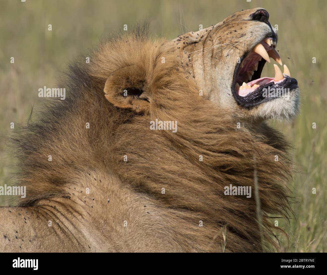 Big male lion with mane shows big sharp teeth Stock Photo - Alamy
