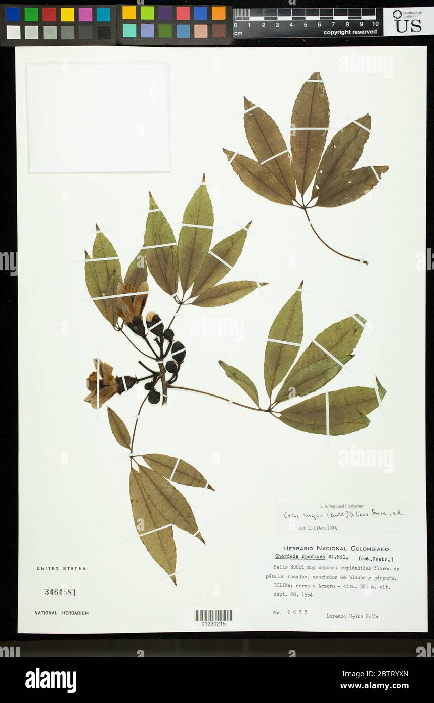 Ceiba insignis hi-res stock photography and images - Alamy