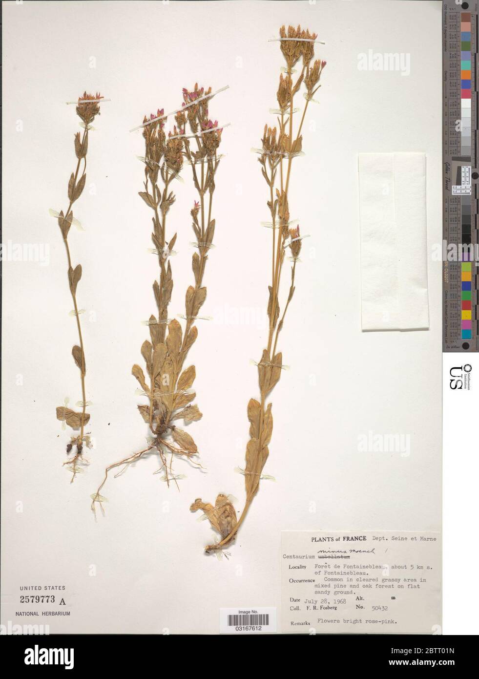 Centaurium minus hi-res stock photography and images - Alamy