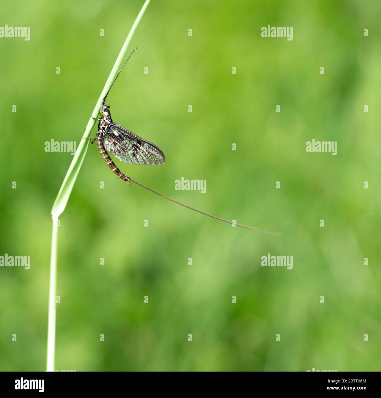Green Drake Mayfly Ephemera danica male in spring with greengrass field ...