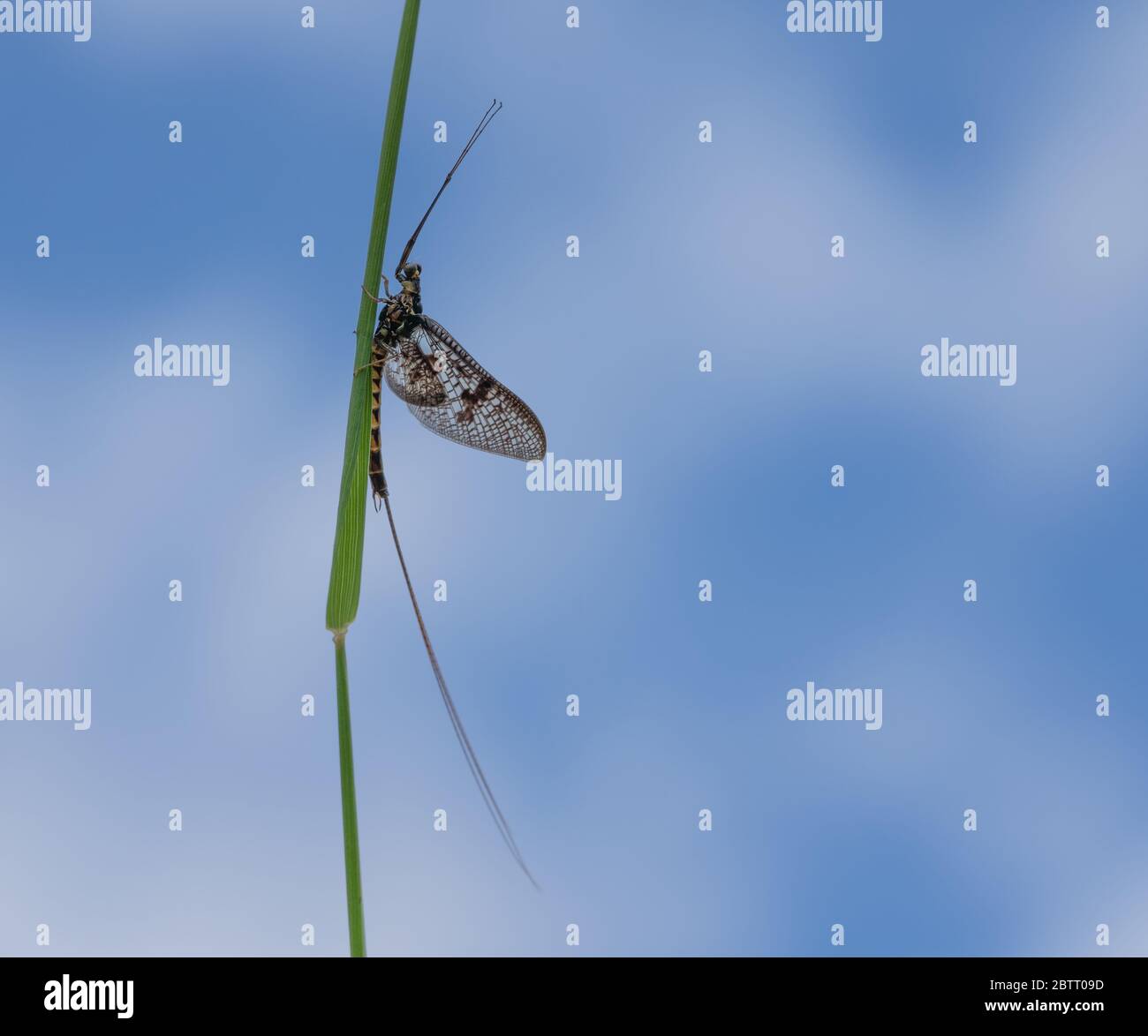 Green Drake Mayfly Ephemera danica male in spring with blue sky ...