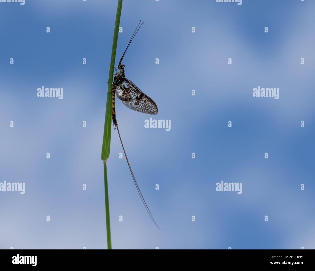 Green Drake Mayfly Ephemera danica male in spring with blue sky ...