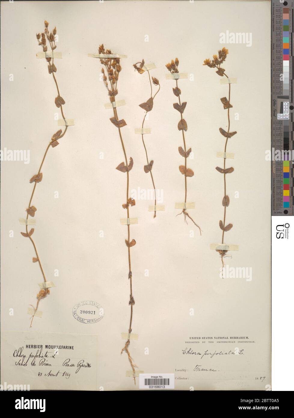 Chlora perfoliata hi-res stock photography and images - Alamy