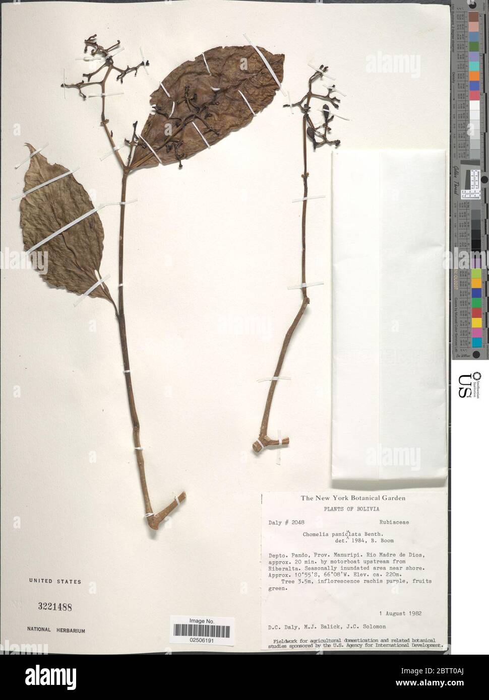 Chomelia paniculata Bartl ex DC Steyerm Stock Photo - Alamy