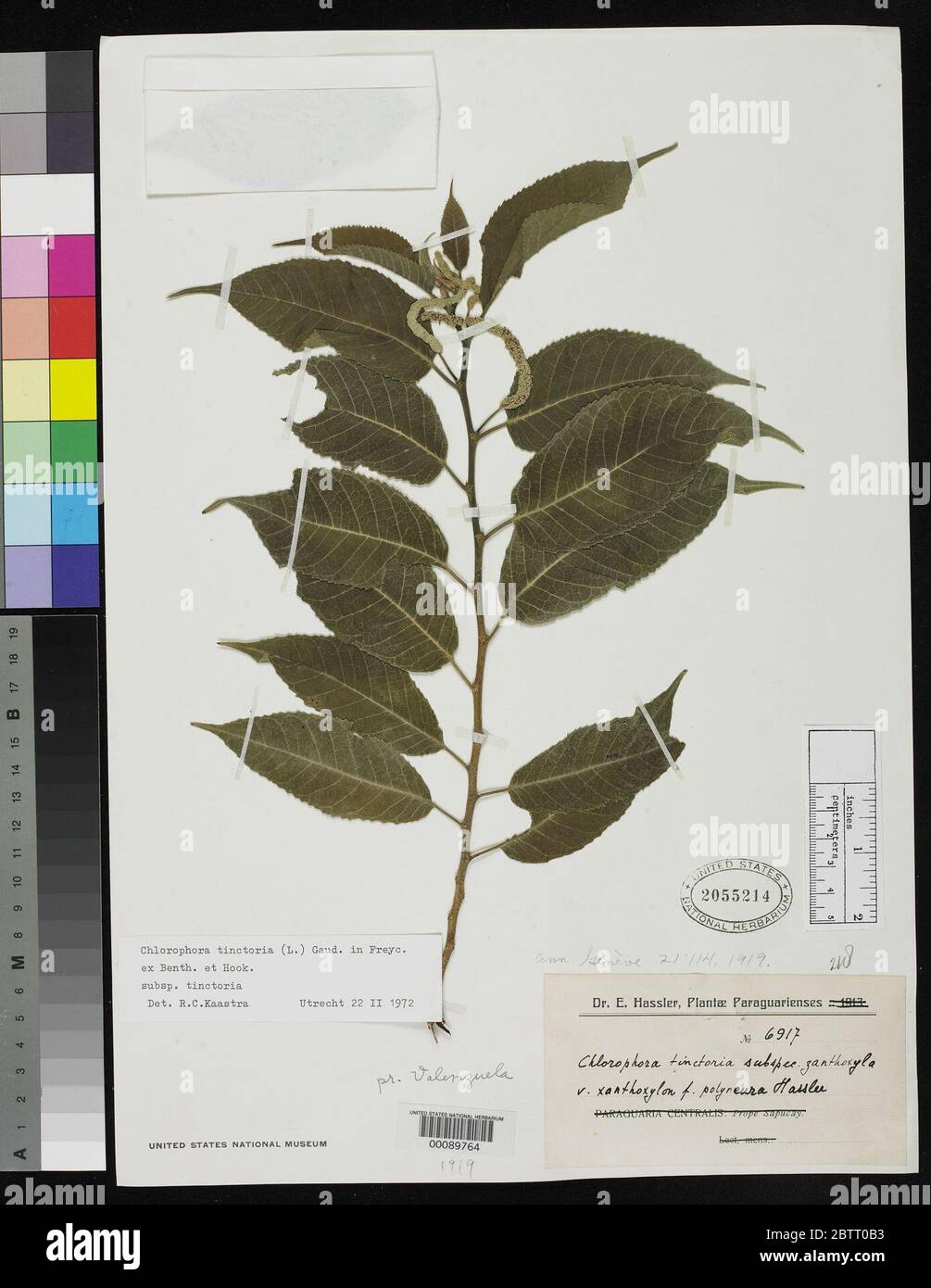 Chlorophora hi-res stock photography and images - Alamy