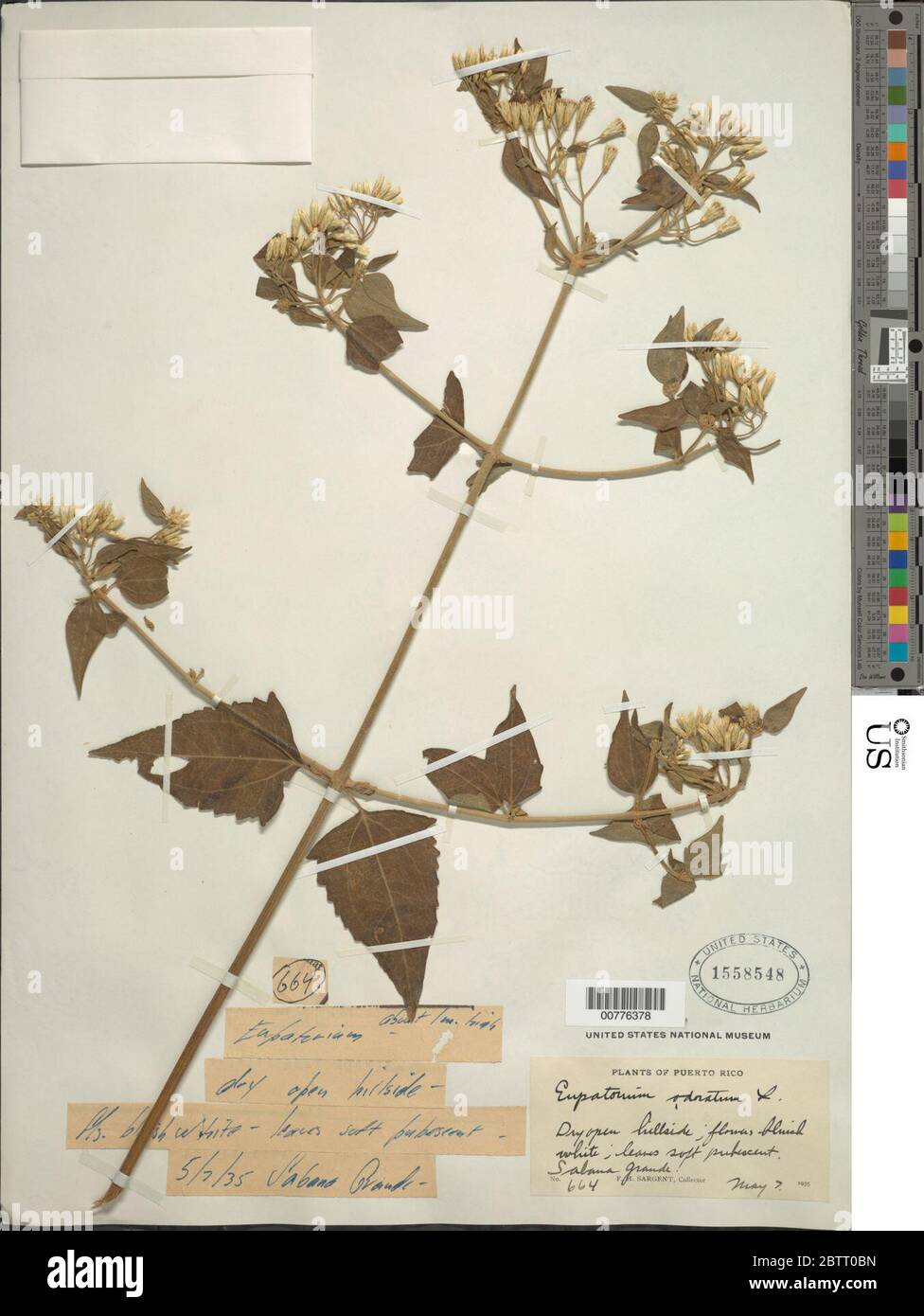 Chromolaena odorata hi-res stock photography and images - Alamy