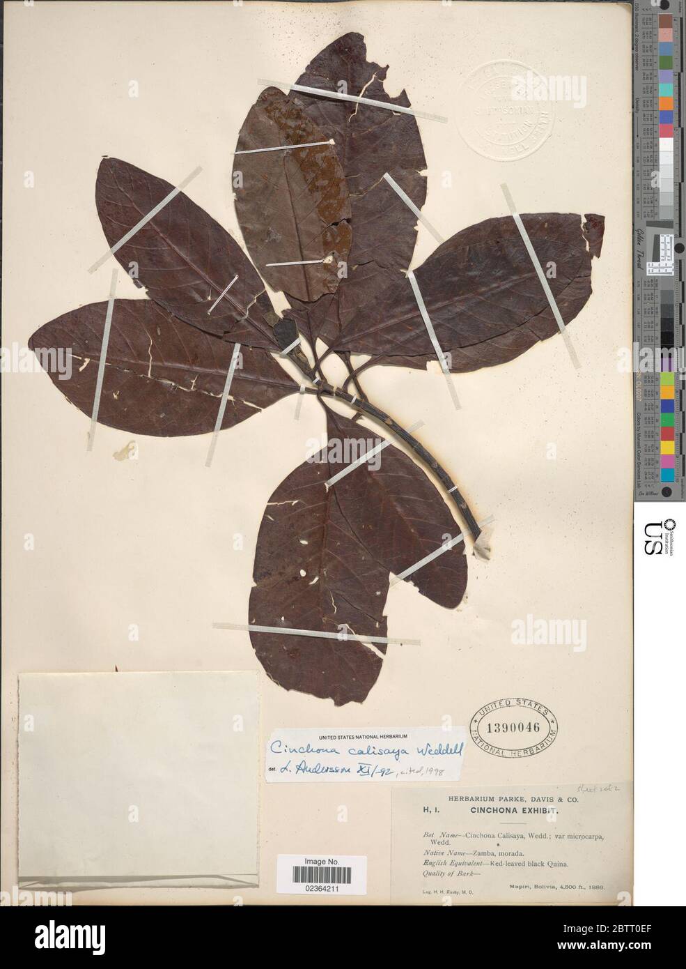 Calisaya hi-res stock photography and images - Alamy