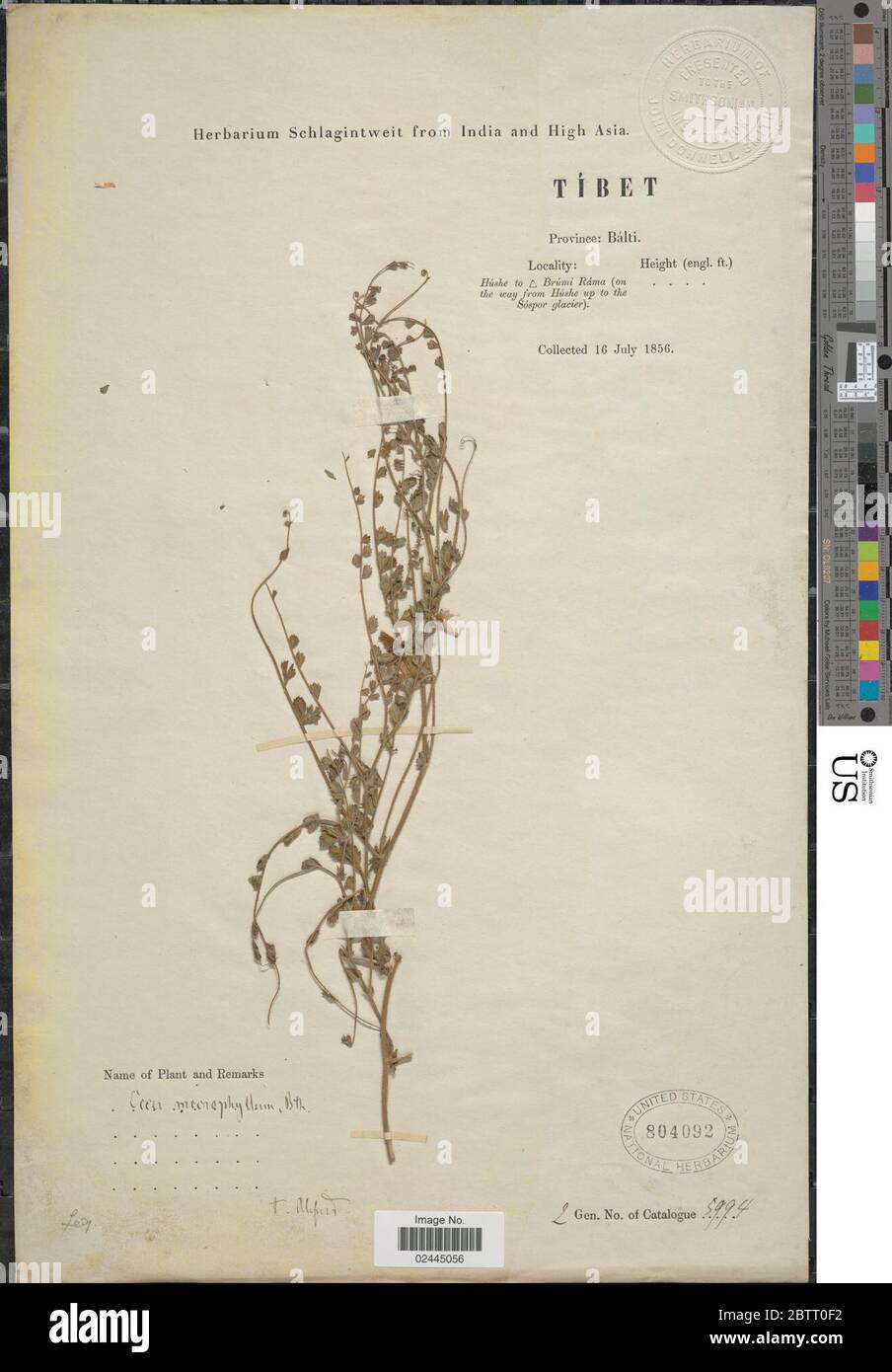 Cicer microphyllum Benth Stock Photo - Alamy