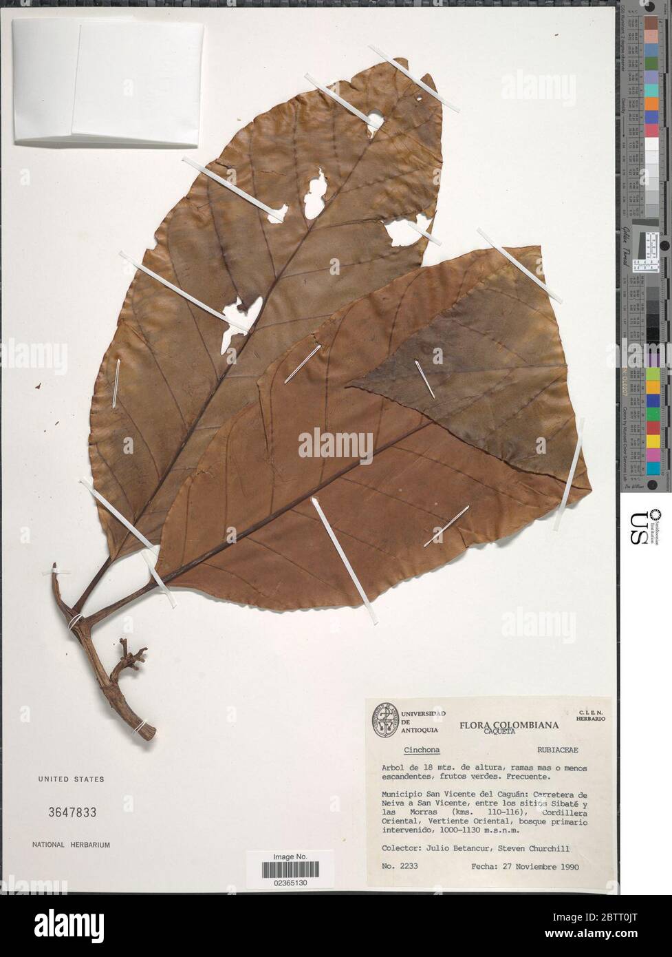 Cinchona sp hi-res stock photography and images - Alamy