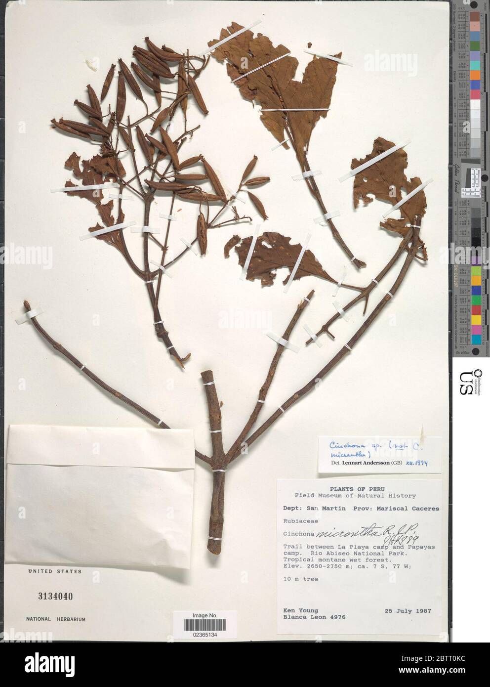 Cinchona sp hi-res stock photography and images - Alamy