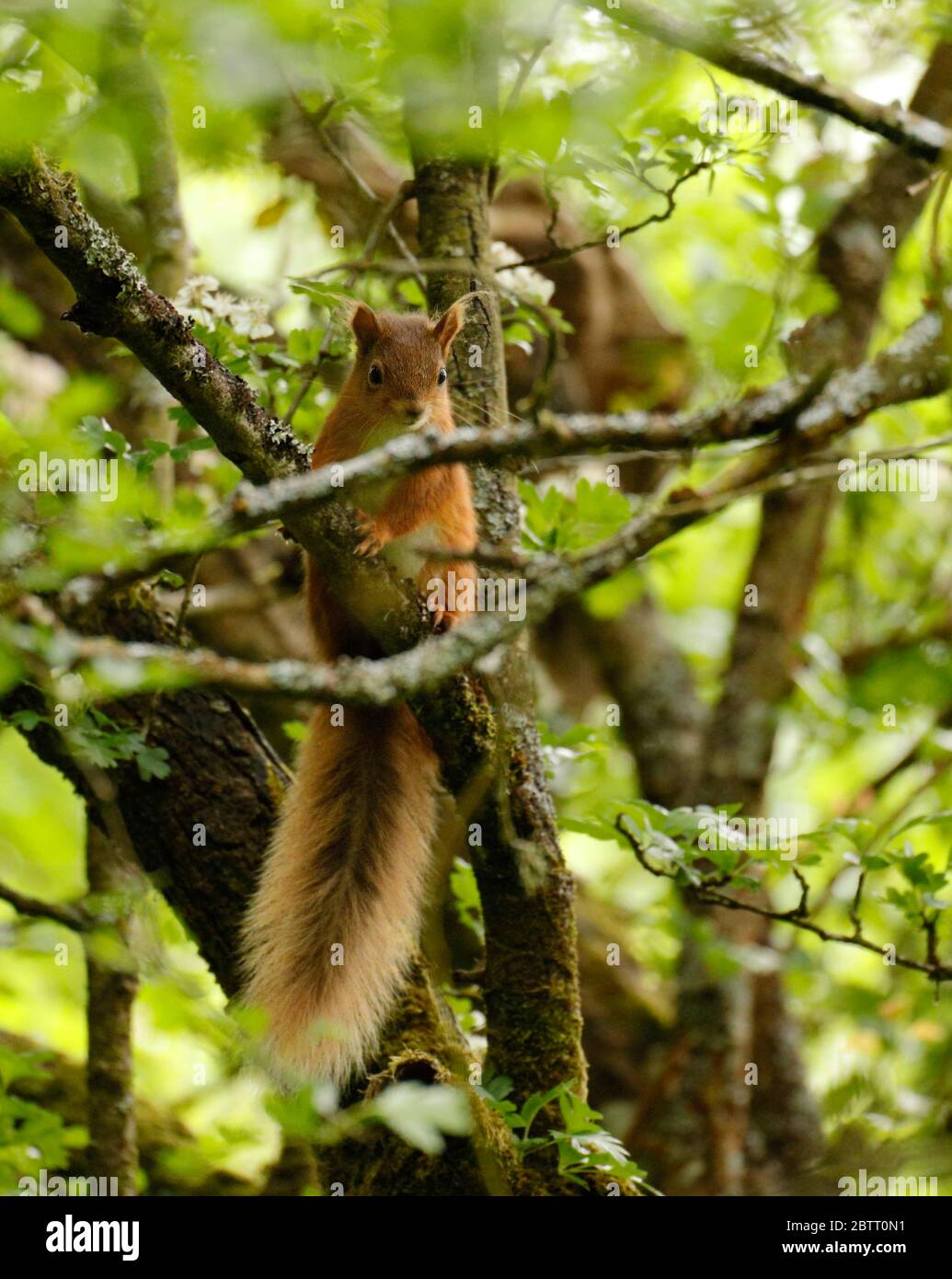 Evolutionary tree mammals hi-res stock photography and images - Alamy