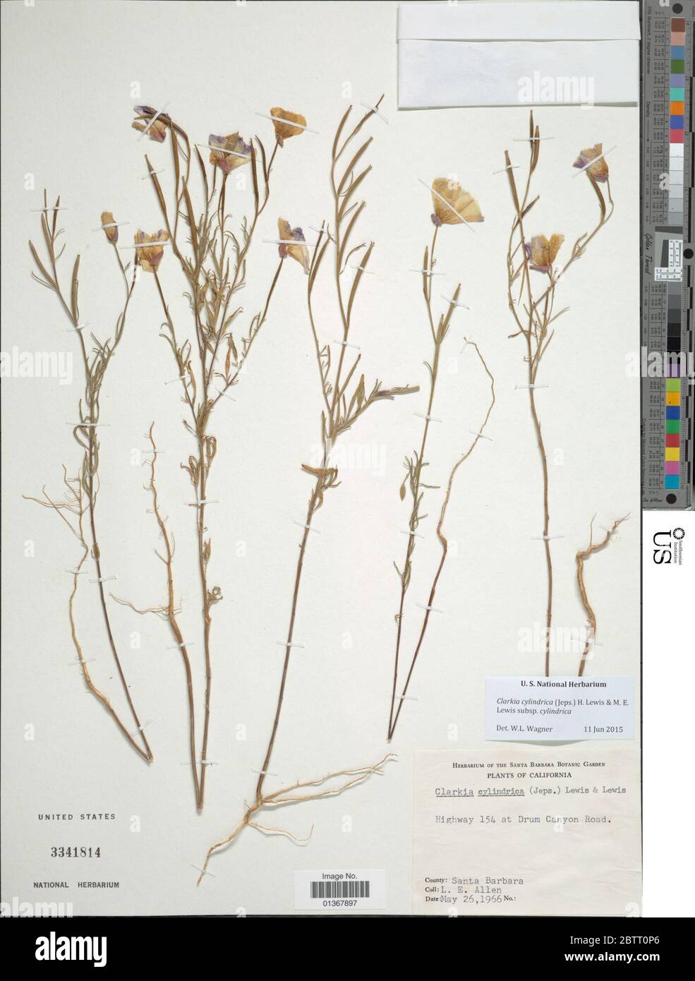 Clarkia cylindrica subsp cylindrica Jeps F H Lewis MR Lewis Stock Photo ...