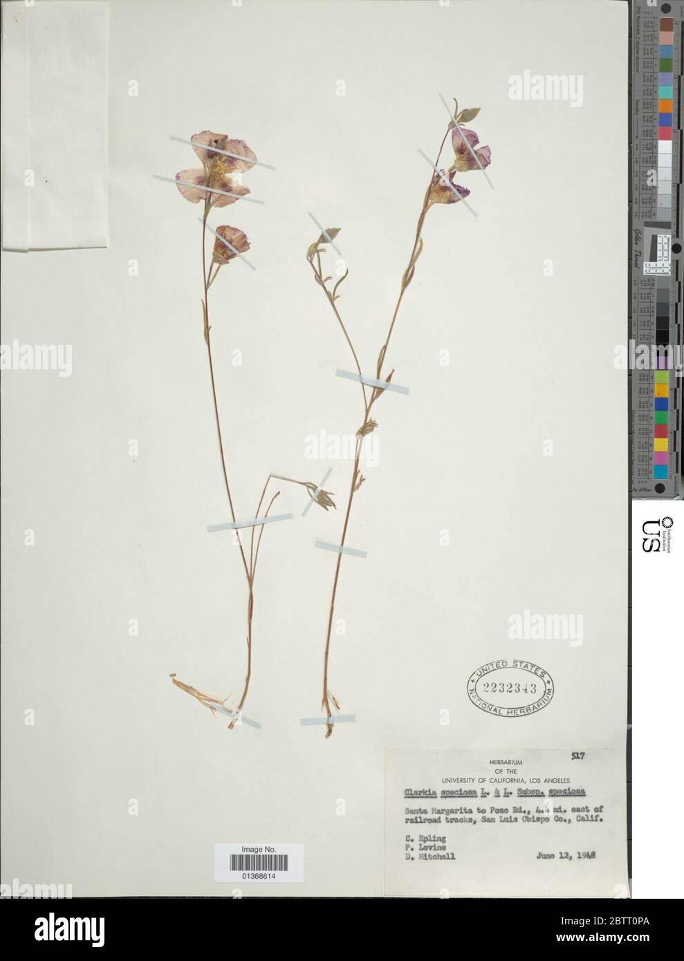 Clarkia speciosa subsp speciosa F H Lewis ME Lewis Stock Photo - Alamy