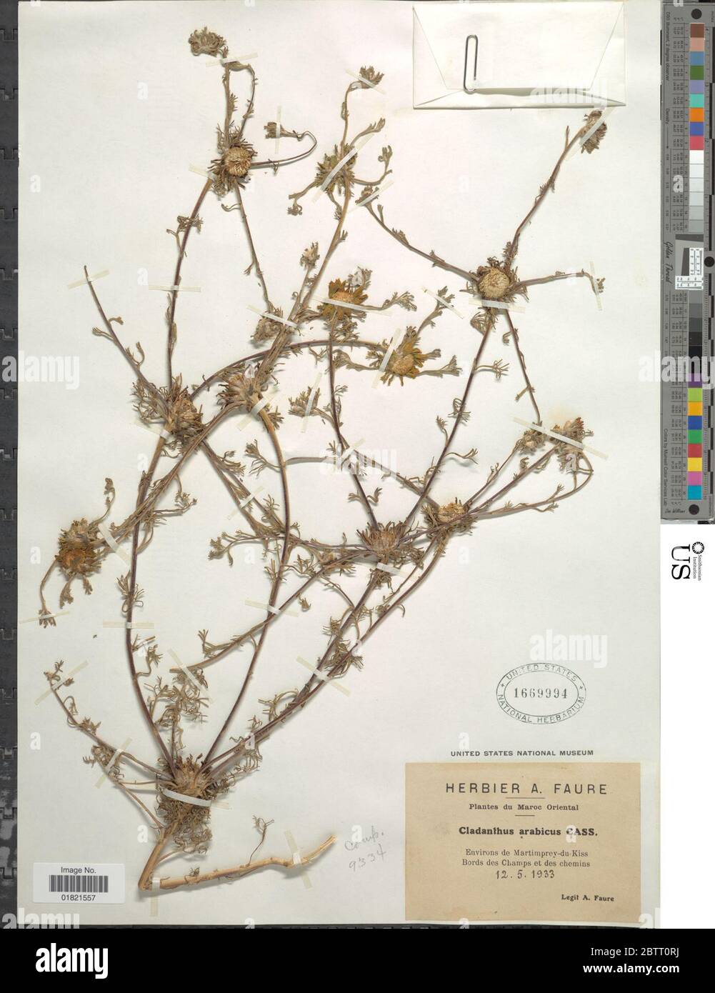 Cladanthus arabicus hi-res stock photography and images - Alamy