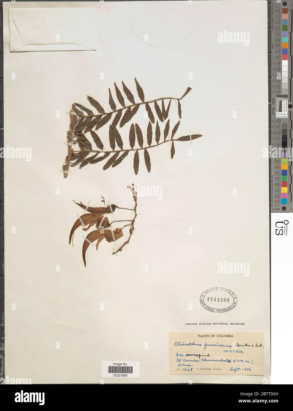 Clianthus puniceus clianthus puniceus hi-res stock photography and ...