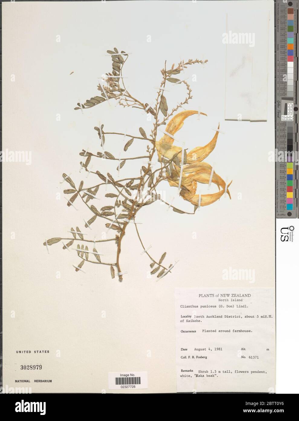 Clianthus puniceus clianthus puniceus hi-res stock photography and ...