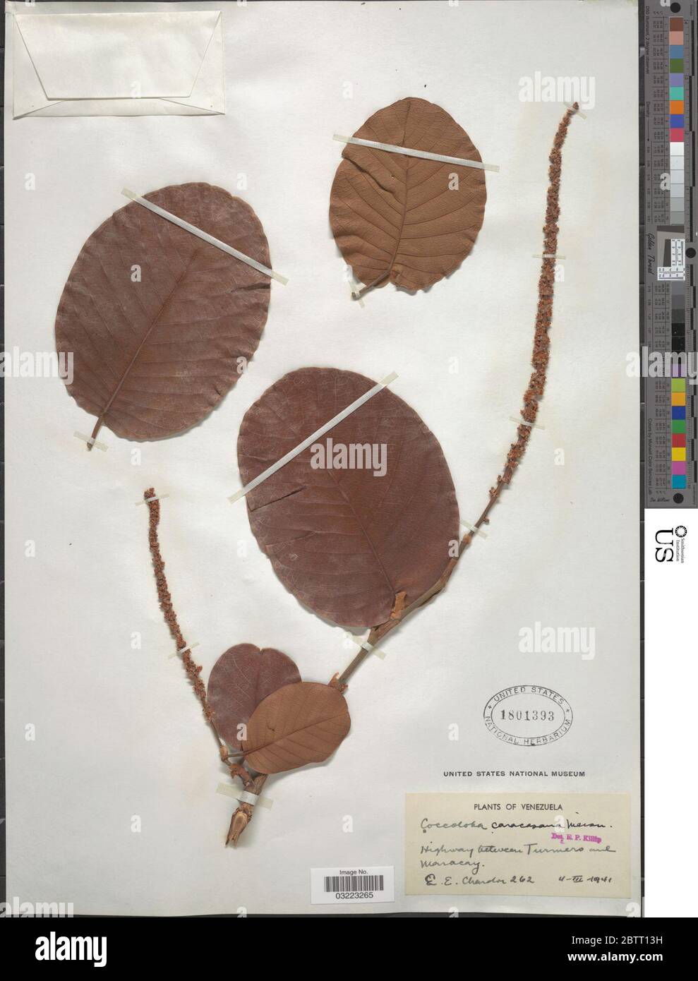 Coccoloba species hi-res stock photography and images - Alamy