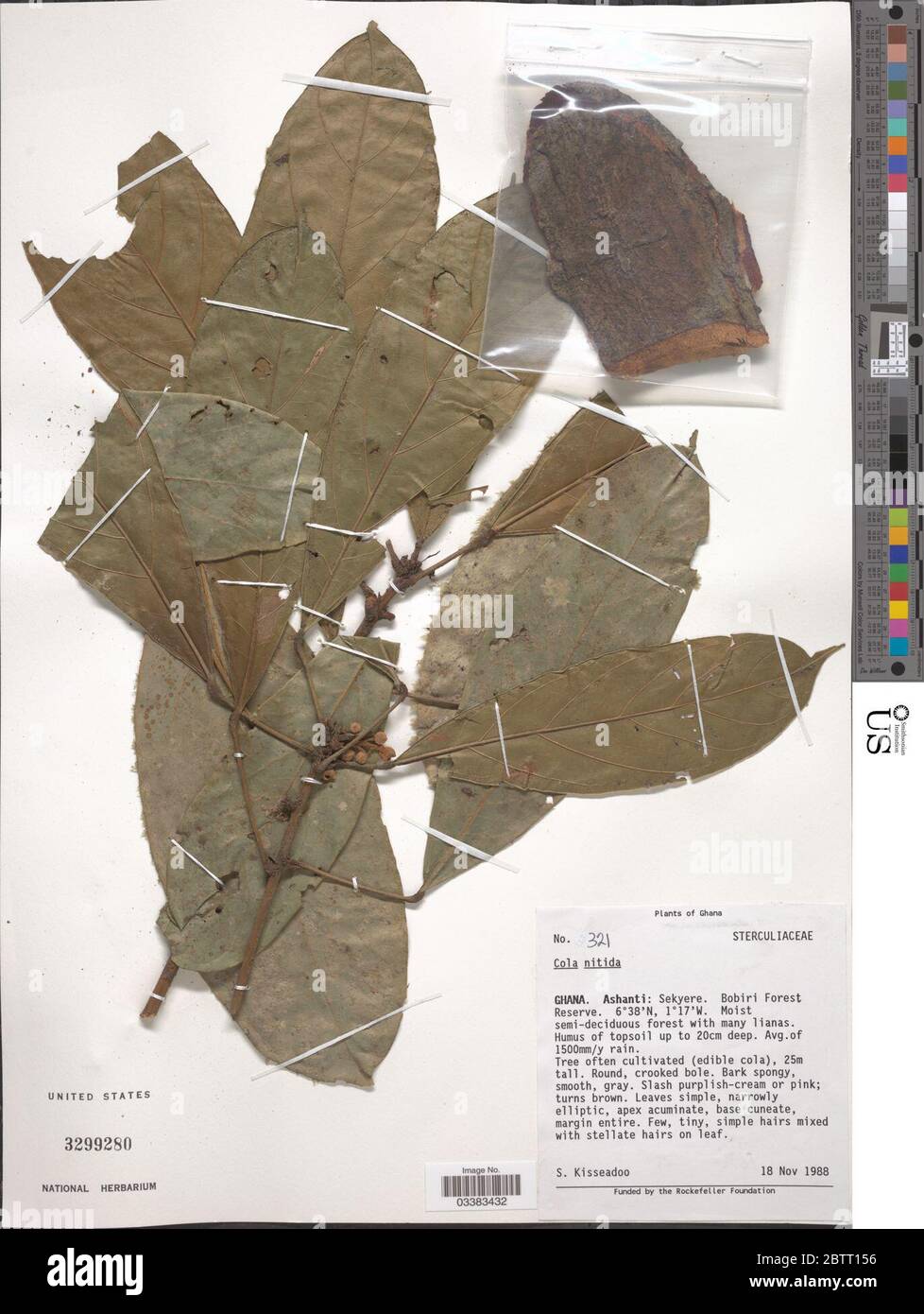 Cola Nitida High Resolution Stock Photography and Images - Alamy