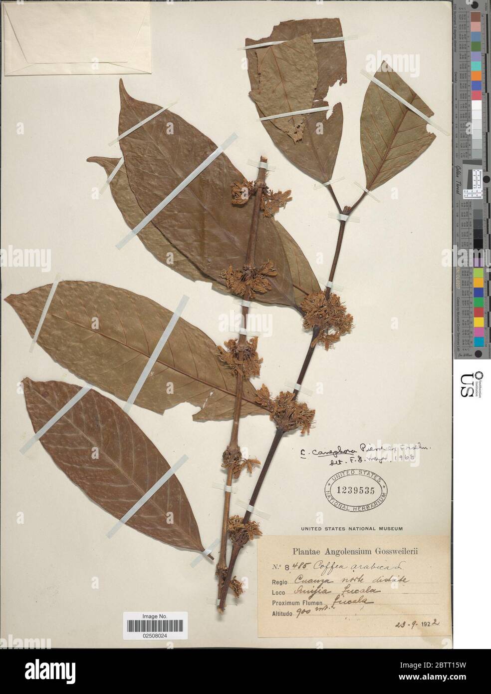 Coffea canephora Pierre ex A Cunn Stock Photo - Alamy