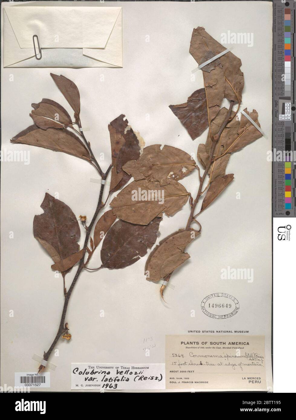 Colubrina retusa Pittier RS Cowan Stock Photo - Alamy