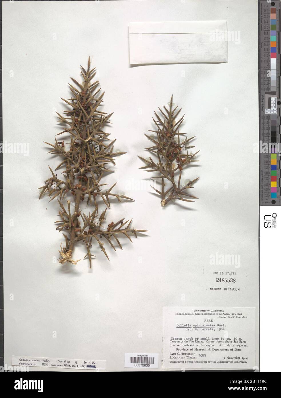 Colletia colletia spinosissima hi-res stock photography and images - Alamy