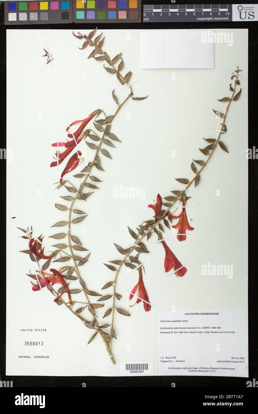 Columnea oxyphylla Hanst Stock Photo - Alamy