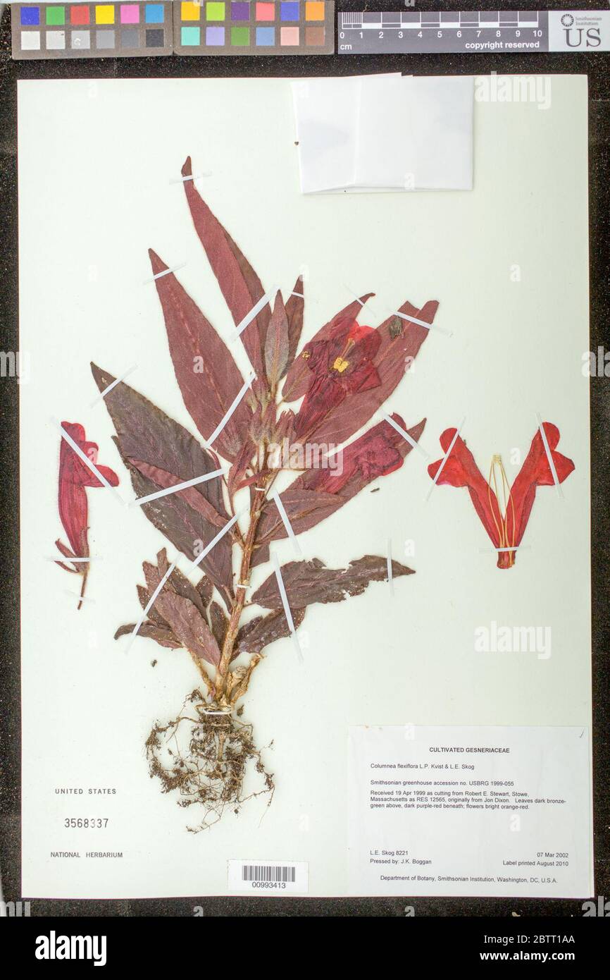 Columnea flexiflora LP Kvist LE Skog Stock Photo - Alamy