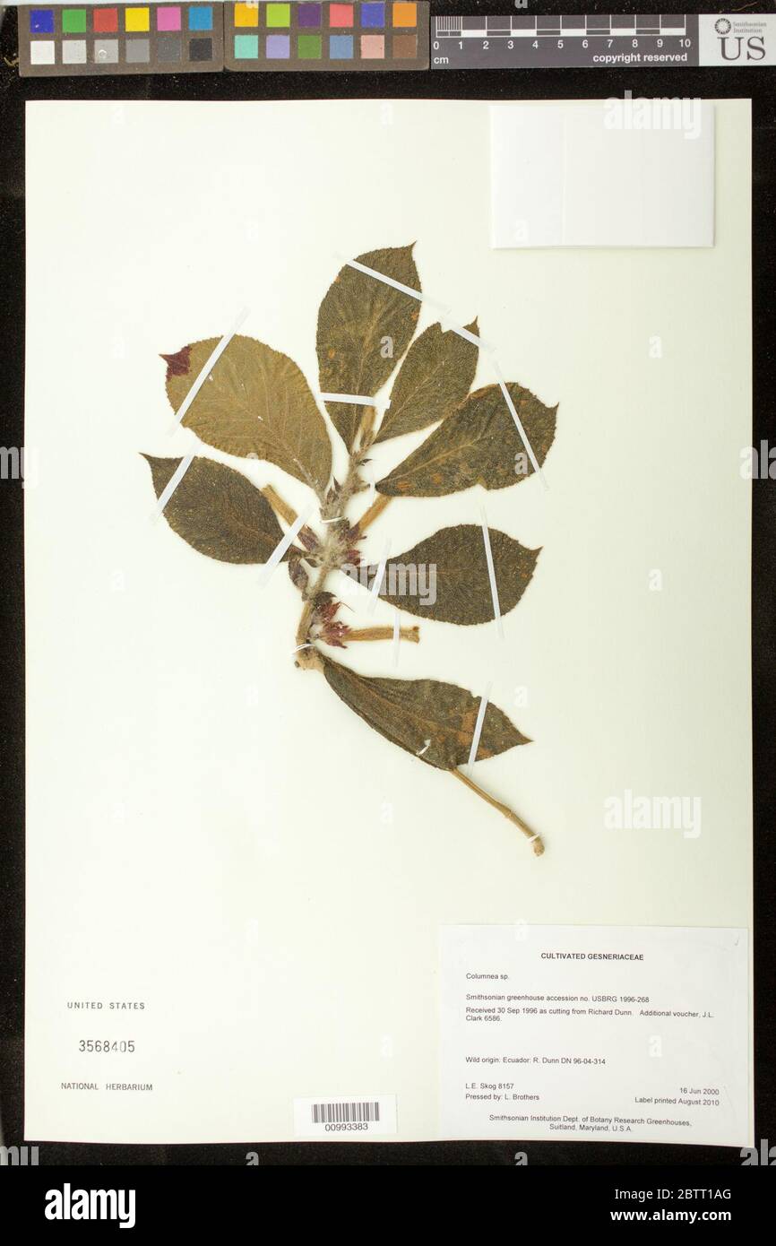 Columnea sp hi-res stock photography and images - Alamy