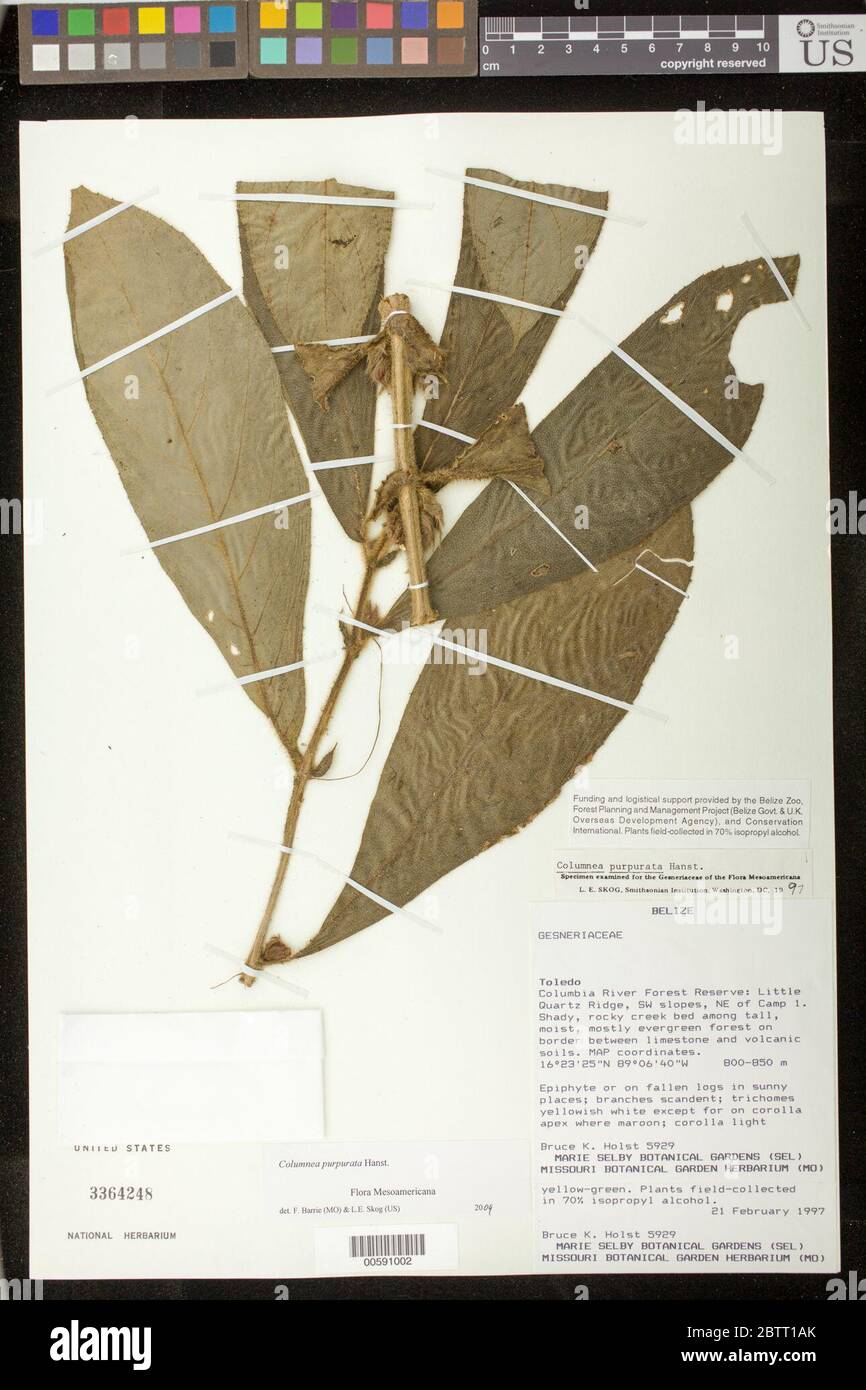 Columnea purpurata Hanst Stock Photo - Alamy