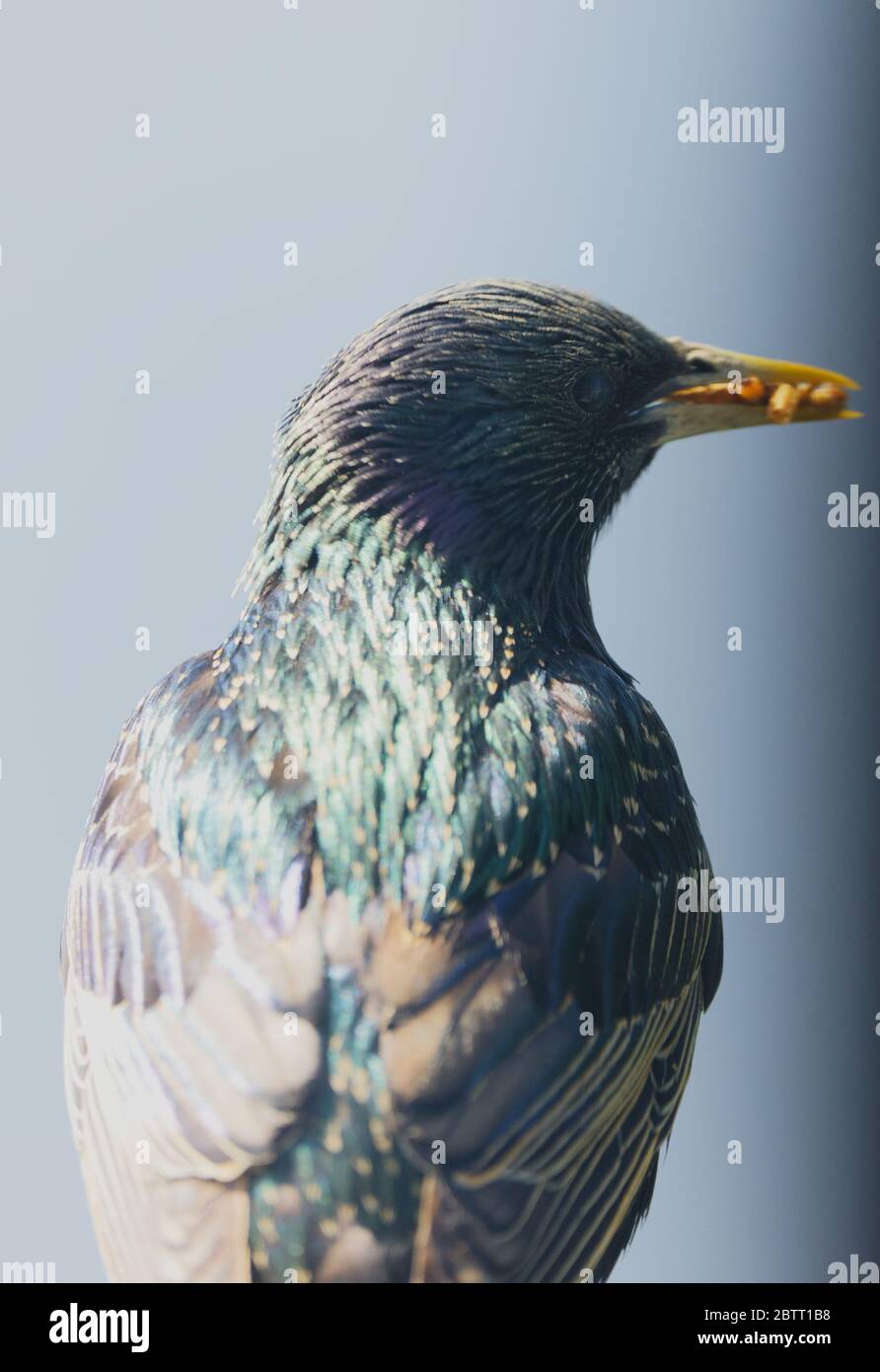 Shouldered starling hi-res stock photography and images - Alamy
