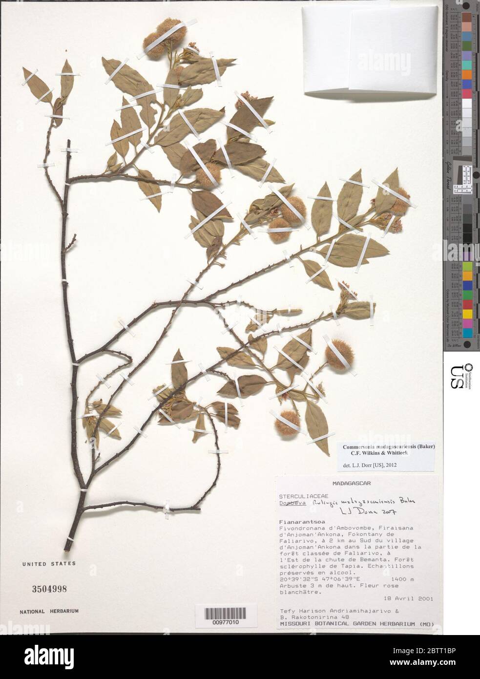 Commersonia madagascariensis Baker C F Wilkins Whitlock Stock Photo - Alamy