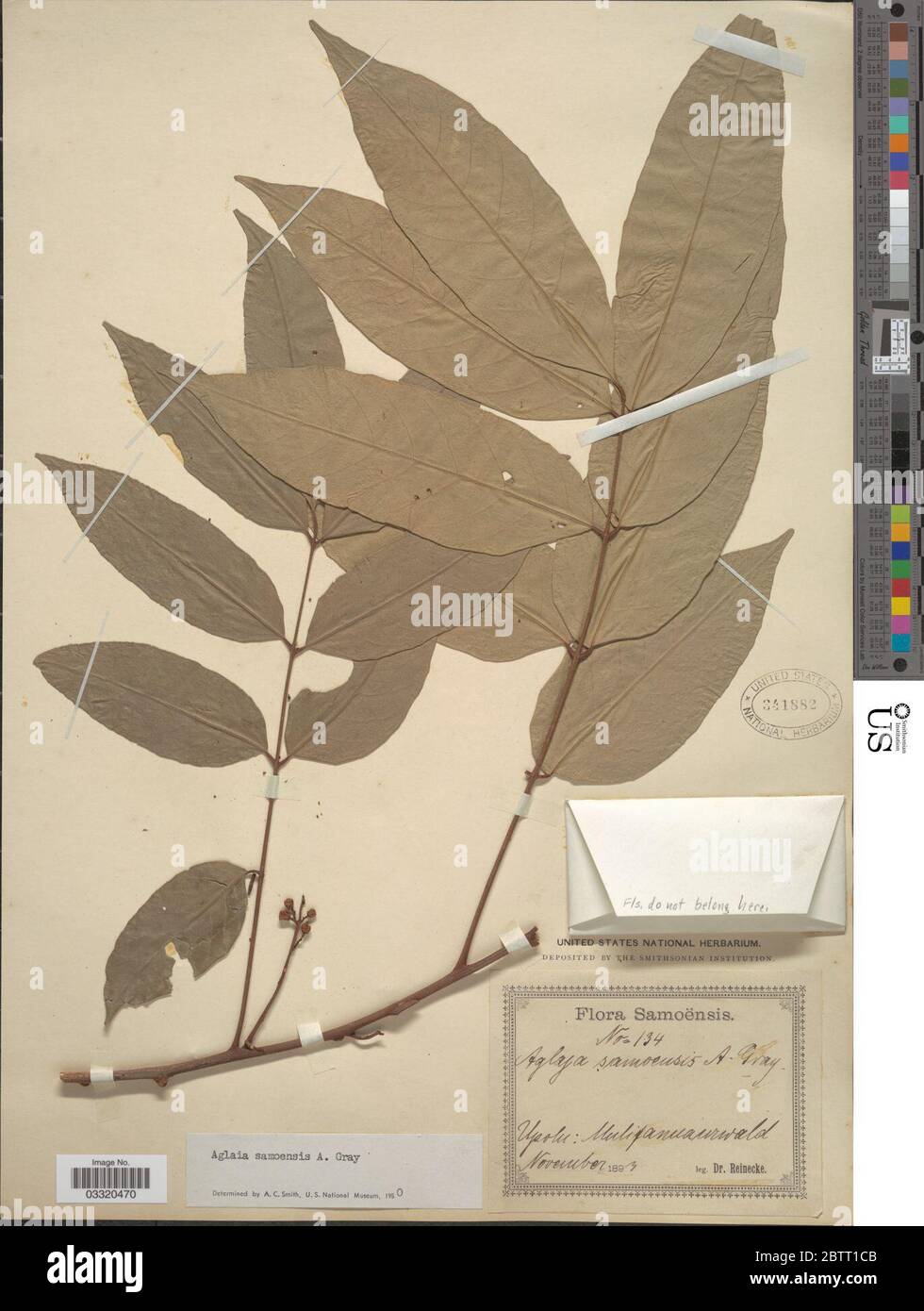 Samoensis High Resolution Stock Photography and Images - Alamy